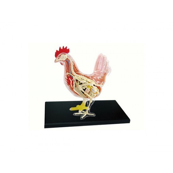 Aoshima Models 4D Vision Series Puzzle - Chicken Anatomy Model | BNA ...